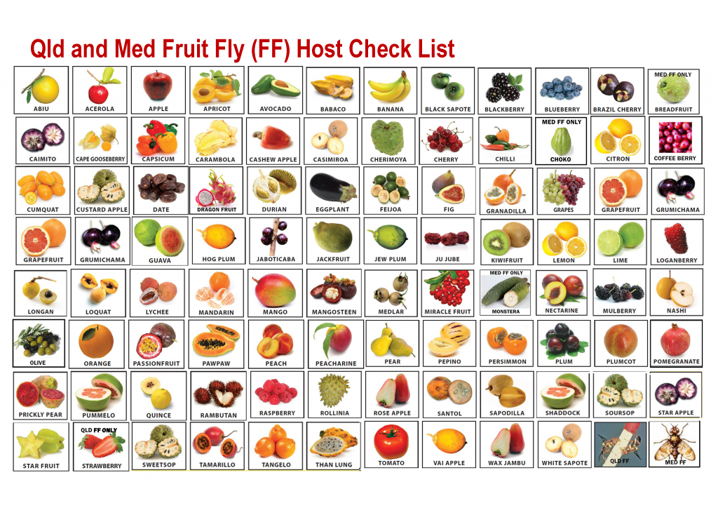 St Peter's College - Fruit fly advice: restrictions to school lunch boxes